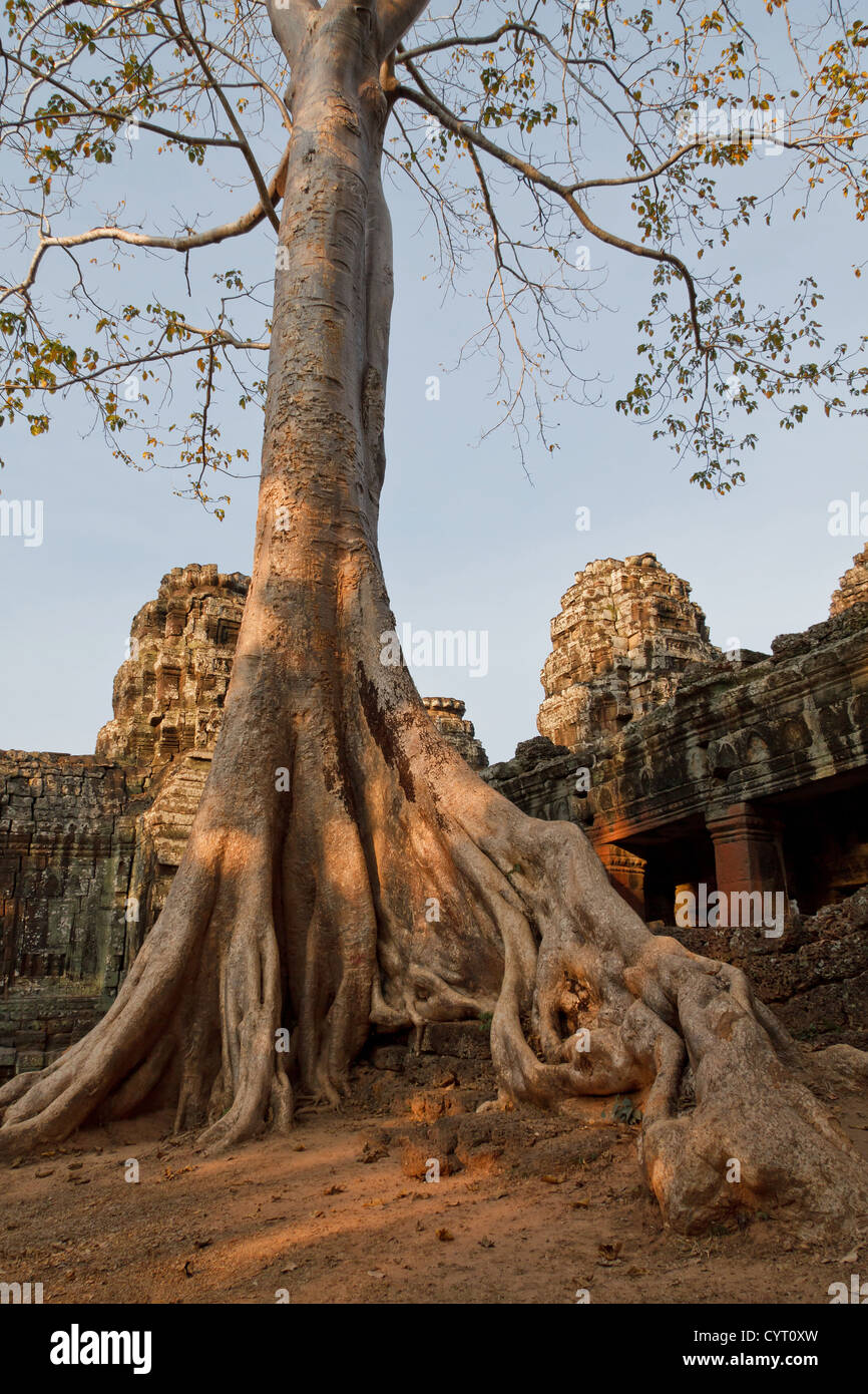 Roots of a Giant Tree of the Temple Banteay Kdei in the Angkor Temple ...