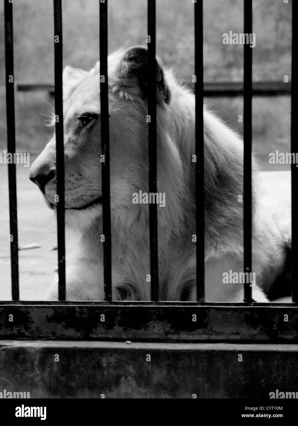 Big animal cage Black and White Stock Photos & Images - Alamy