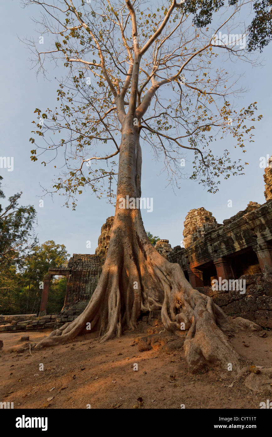 Roots of a Giant Tree of the Temple Banteay Kdei in the Angkor Temple ...
