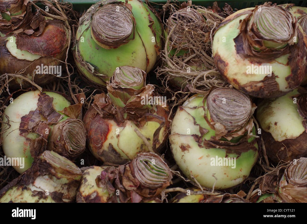 Stem tuber hi-res stock photography and images - Alamy