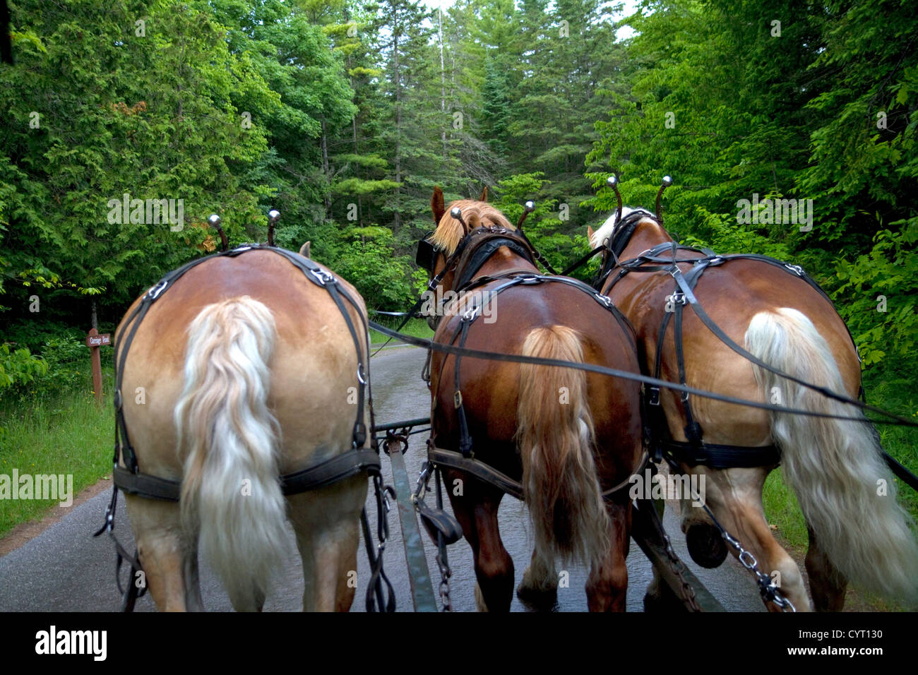 Draft horse rear end on Mackinac Island located in Lake Huron, Michigan ...