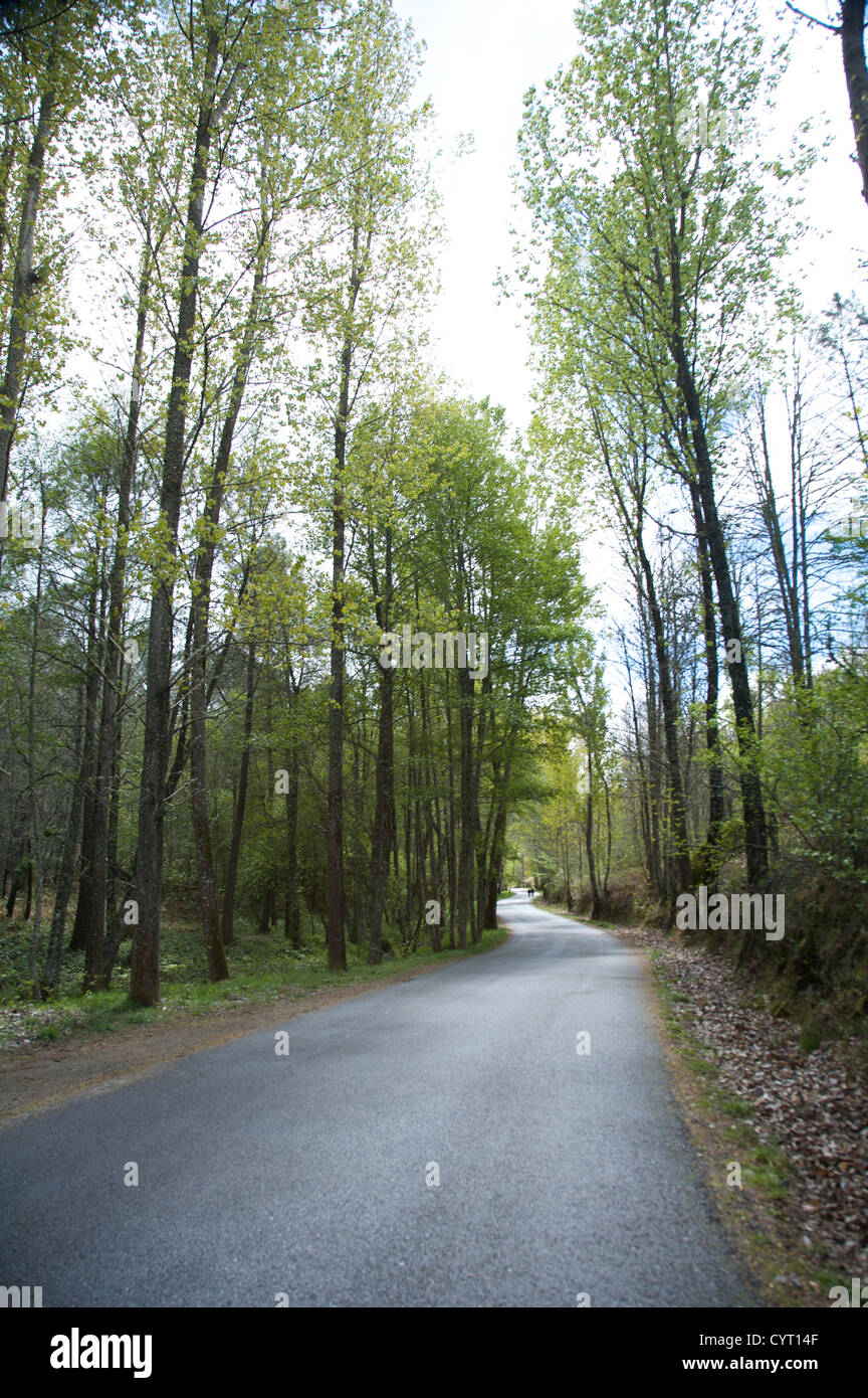 small road through the trees in arenas village spain Stock Photo - Alamy