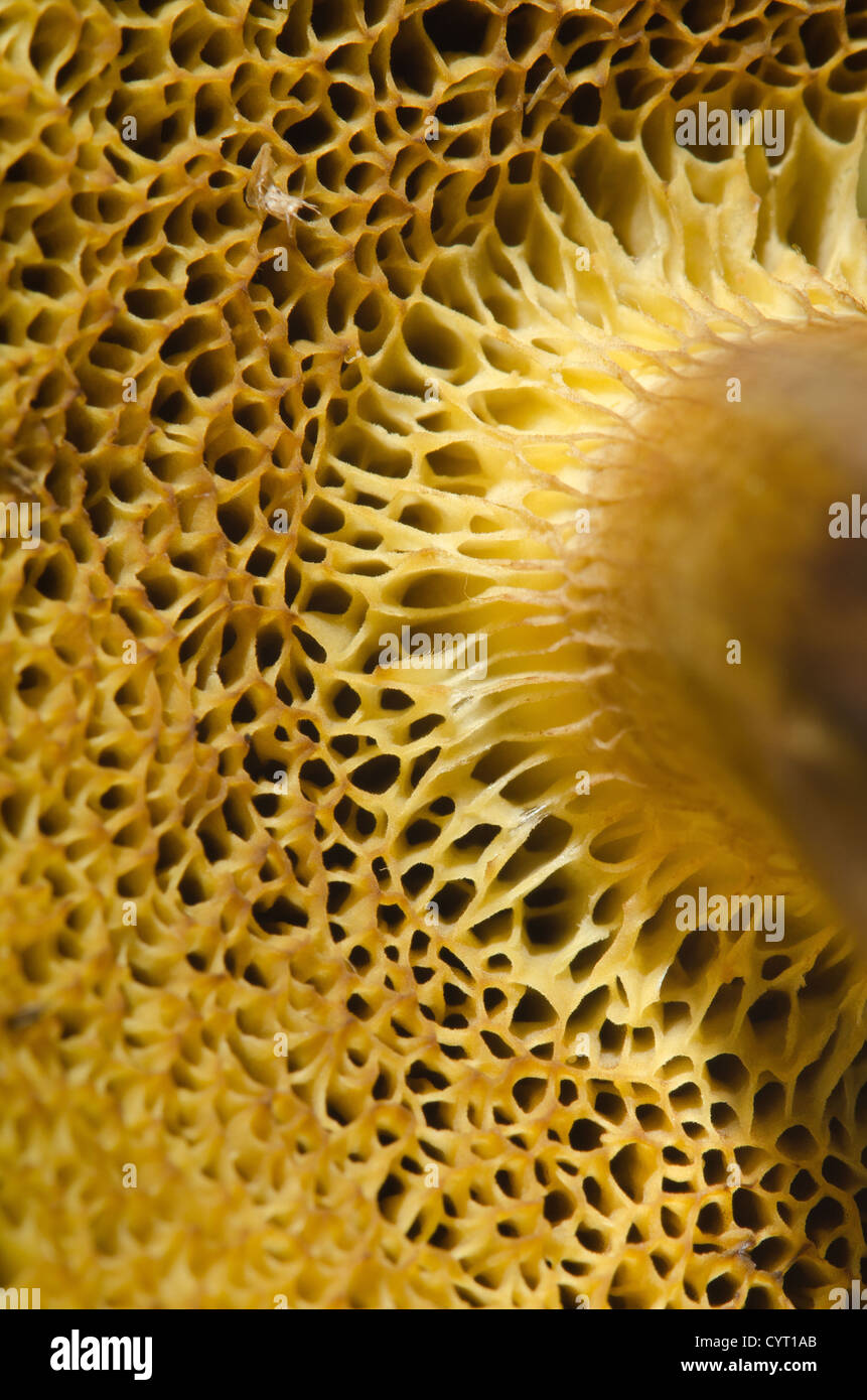 Underneath of Boletus mushroom with its spore structure to the gills ...