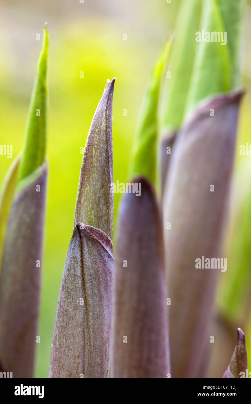 Hosta gardens High Resolution Stock Photography and Images - Alamy