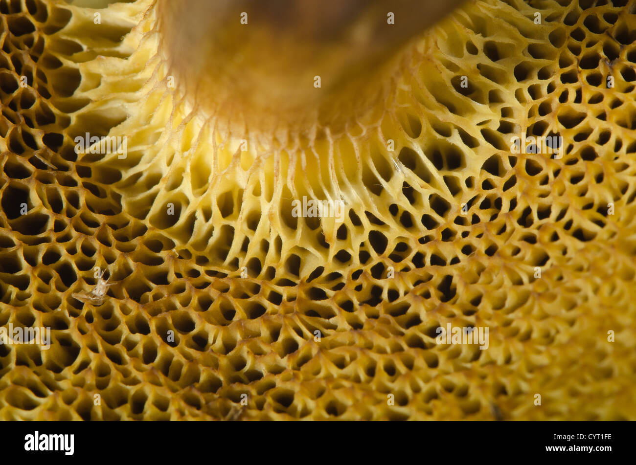 Underneath of Boletus mushroom with its spore structure to the gills ...