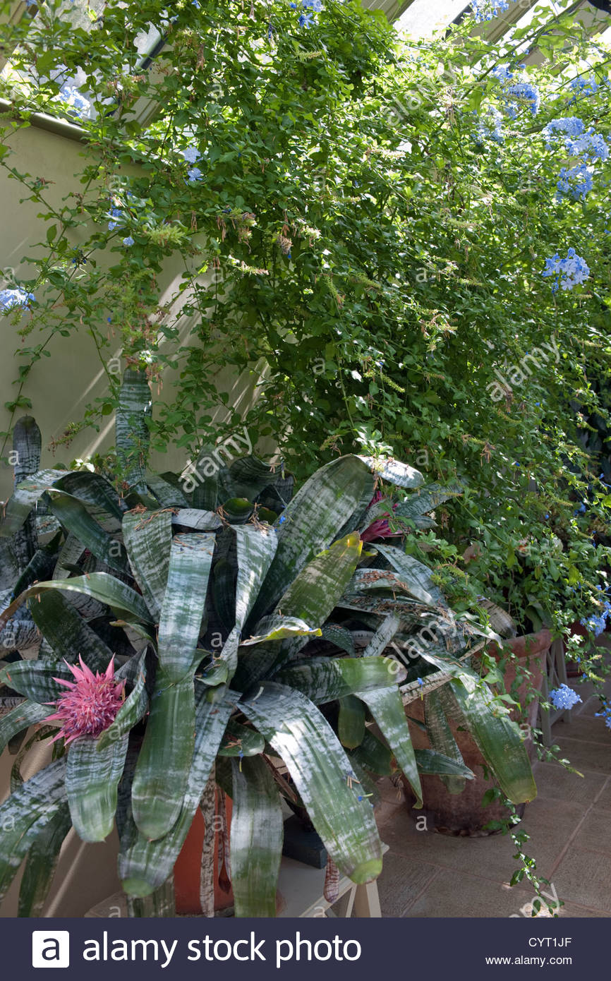 Conservatory Interior Stock Photos & Conservatory Interior Stock Images ...