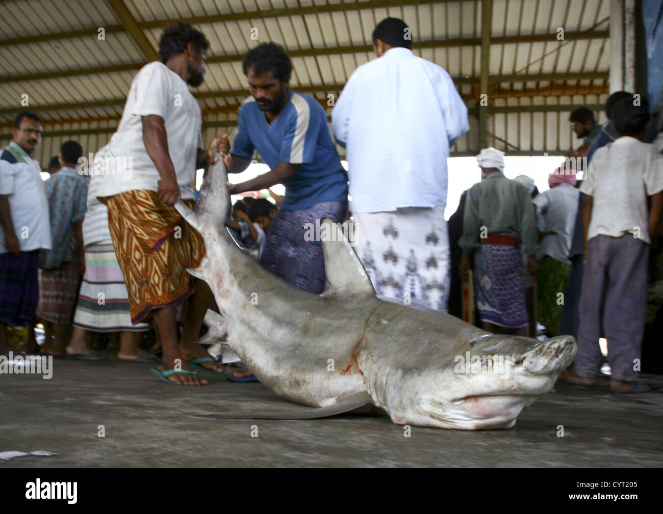 Men Dragging A Shark In Al Hodeidah Fish Market, Yemen Stock Photo - Alamy