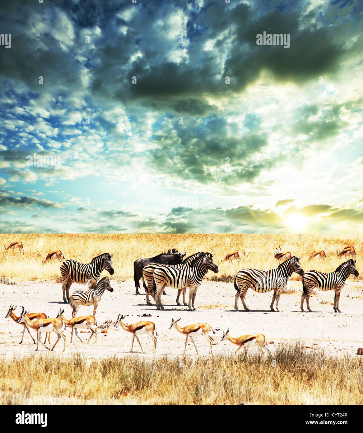 Zebra on sunset Stock Photo - Alamy
