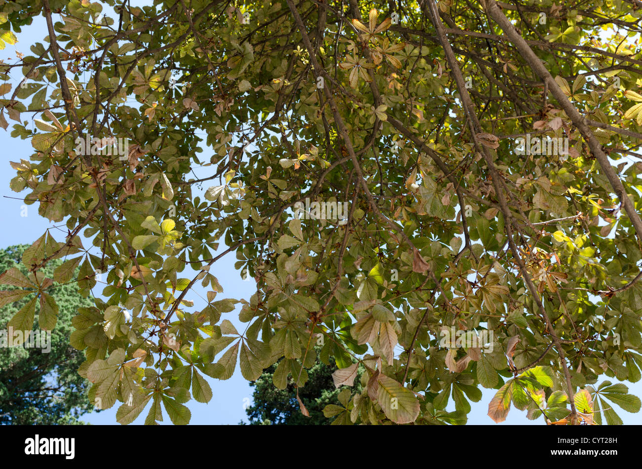 Dubrovnik Chestnut foliage sky Ragusa Croatia tree Stock Photo - Alamy