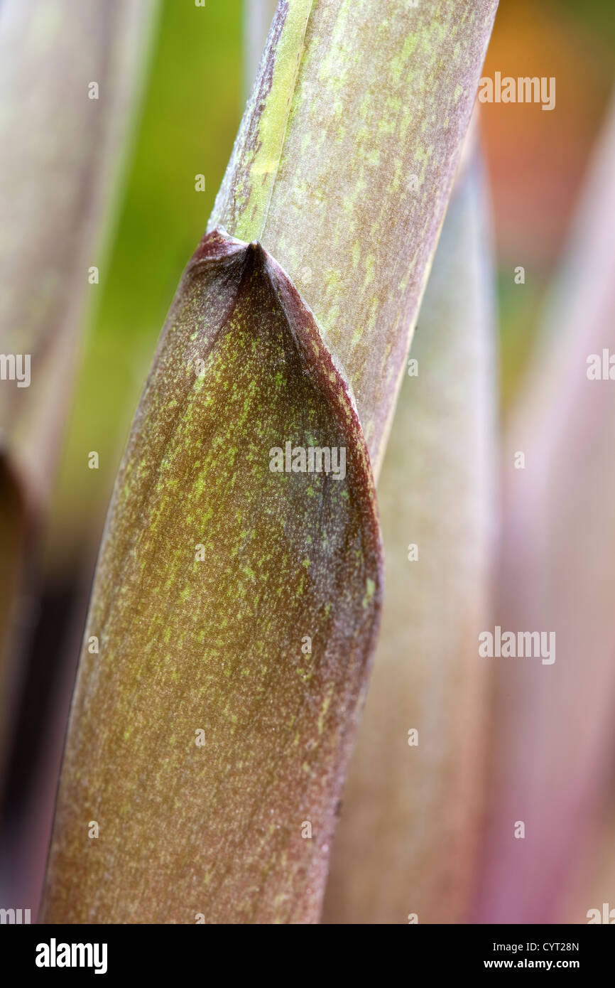Stolons hi-res stock photography and images - Alamy