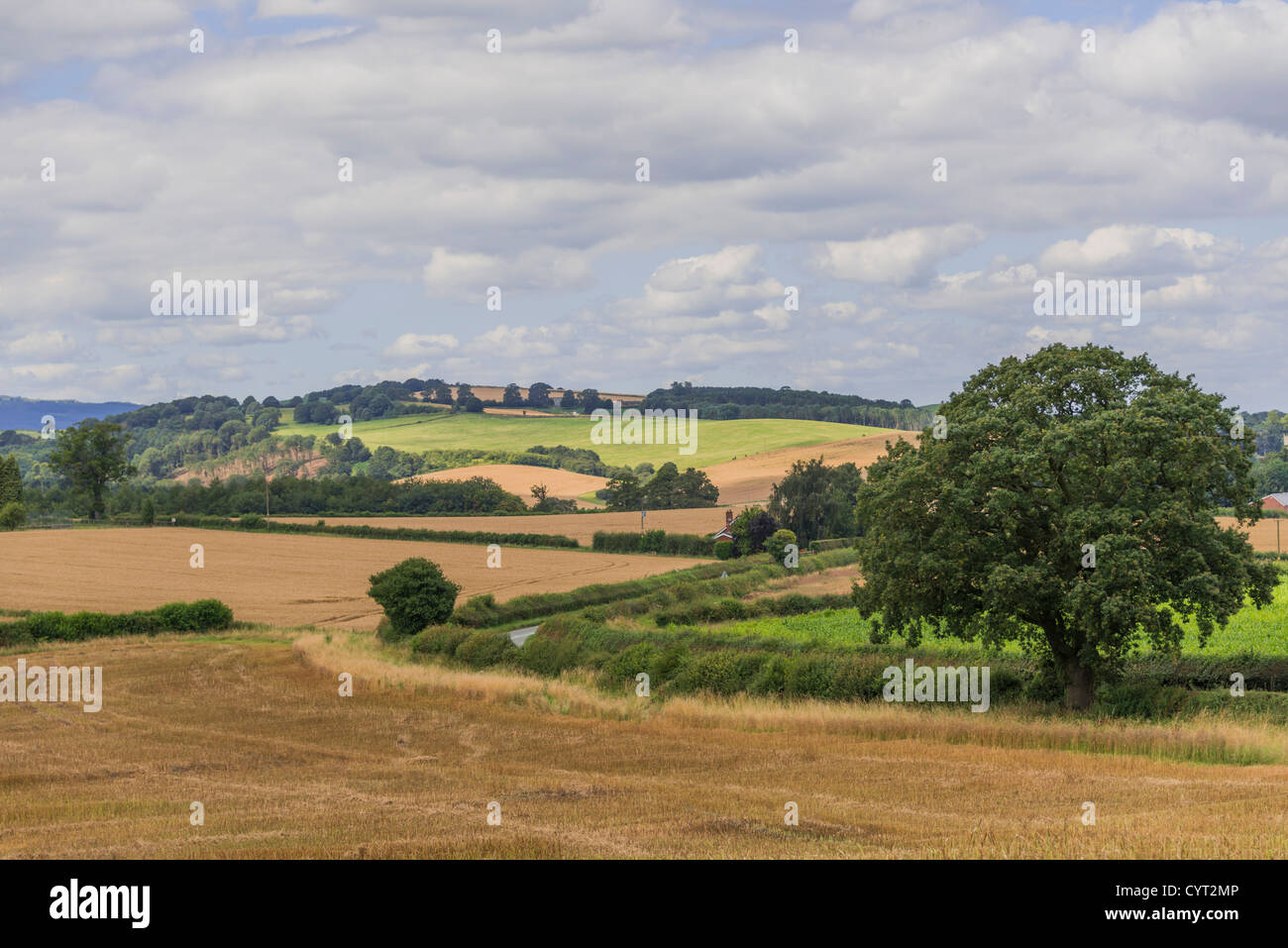 British farm cattle crops hi-res stock photography and images - Alamy