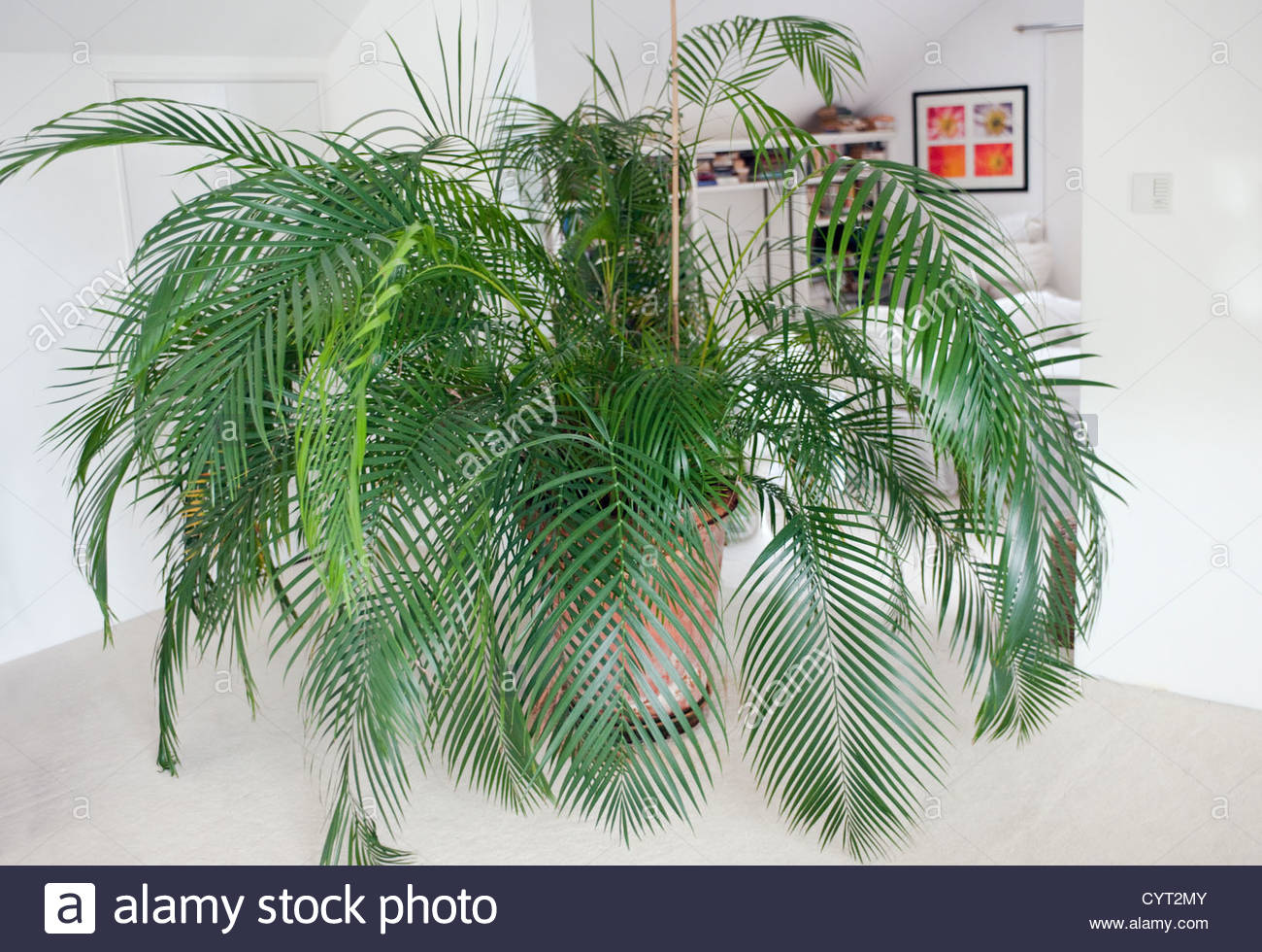 Chrysalidocarpus Lutescens Stock Photos & Chrysalidocarpus Lutescens ...