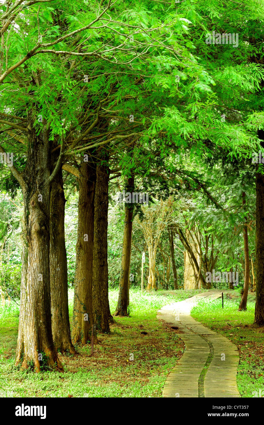 trees and road Stock Photo - Alamy