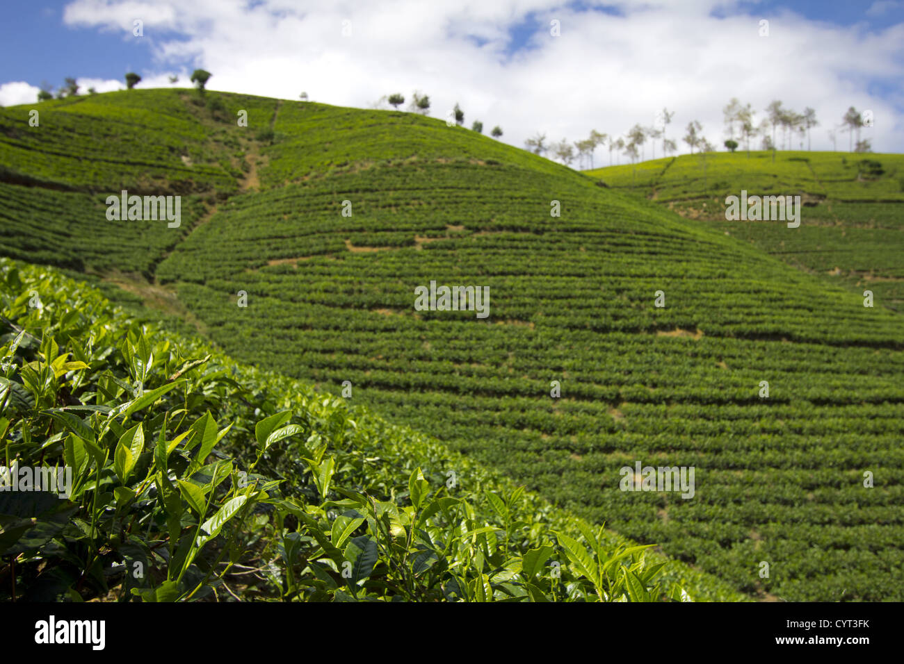 Sri Lanka tea garden mountains in nuwara eliya Stock Photo - Alamy