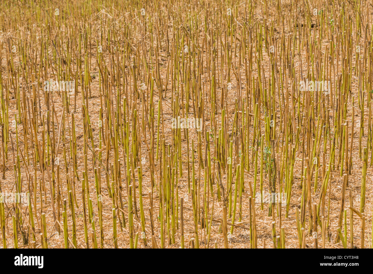 British Farm Sheep Crops High Resolution Stock Photography and Images ...