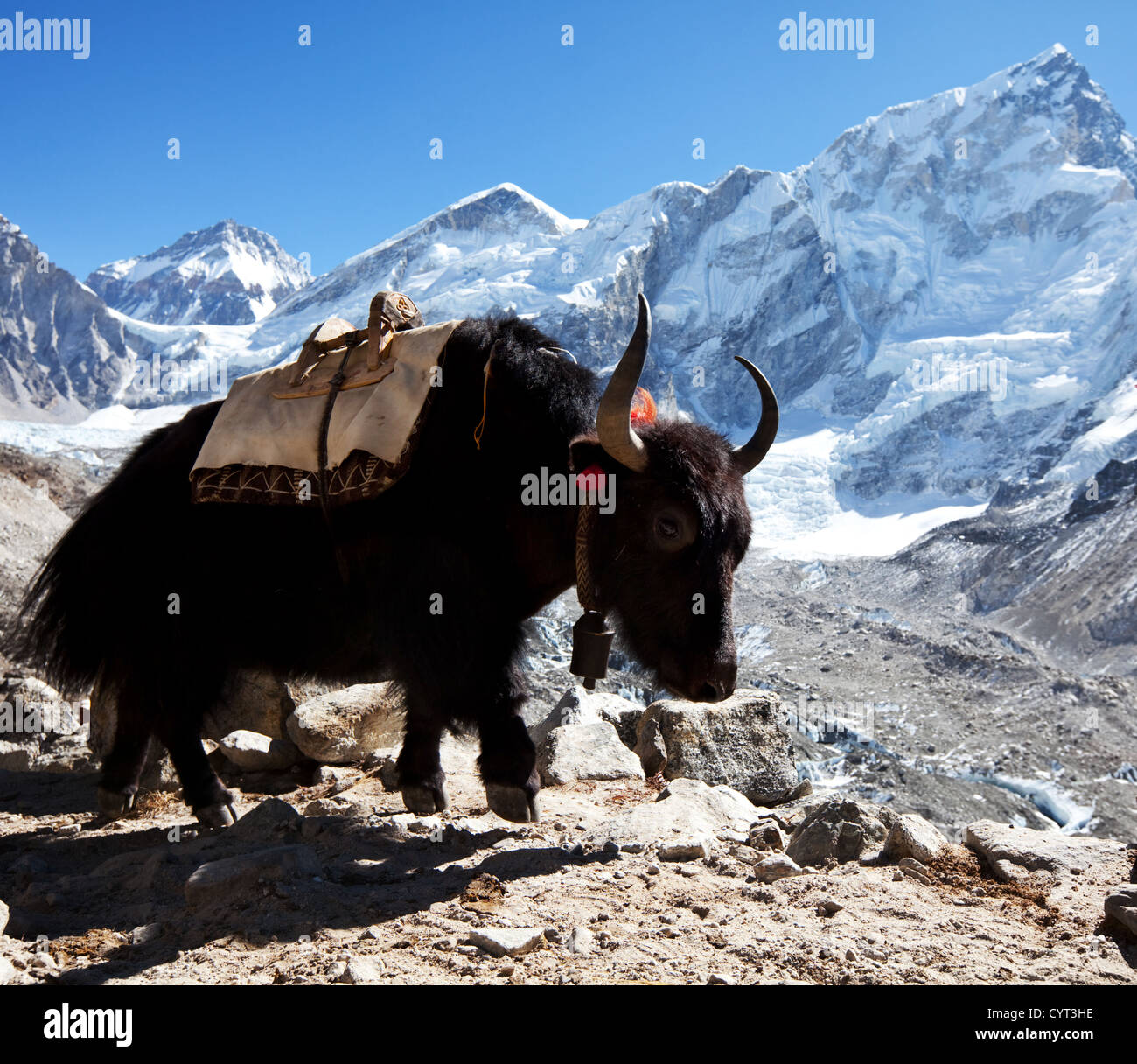 Yak in Himalayan Stock Photo - Alamy