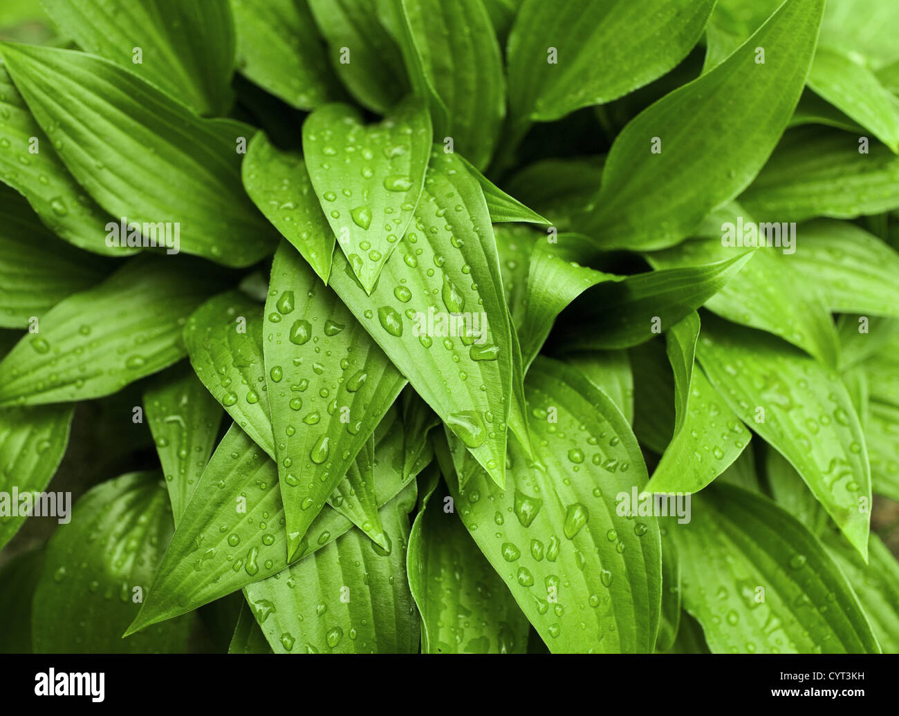 green leaves with drops after rain in spring Stock Photo - Alamy