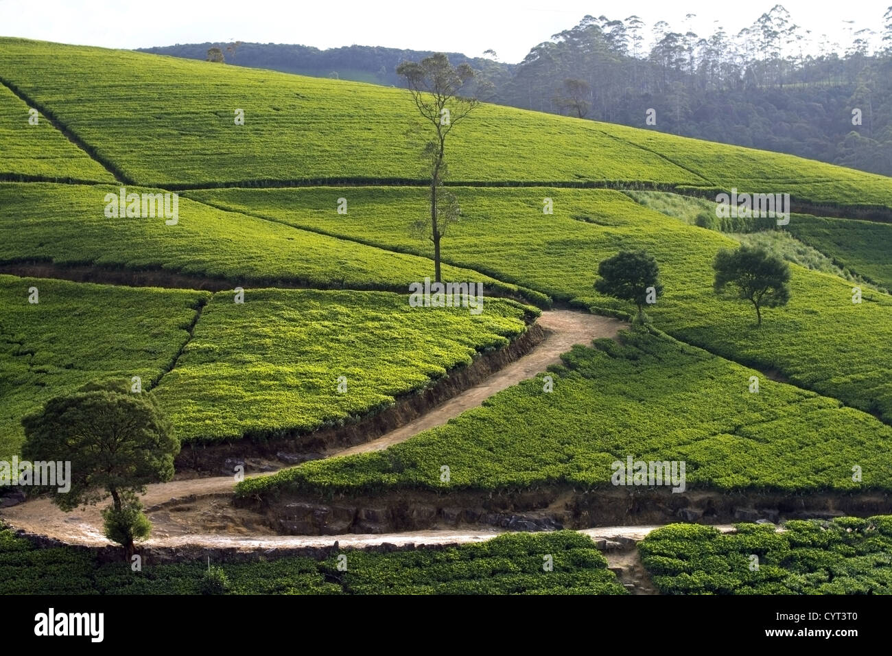 Sri Lanka tea garden mountains in nuwara eliya Stock Photo - Alamy