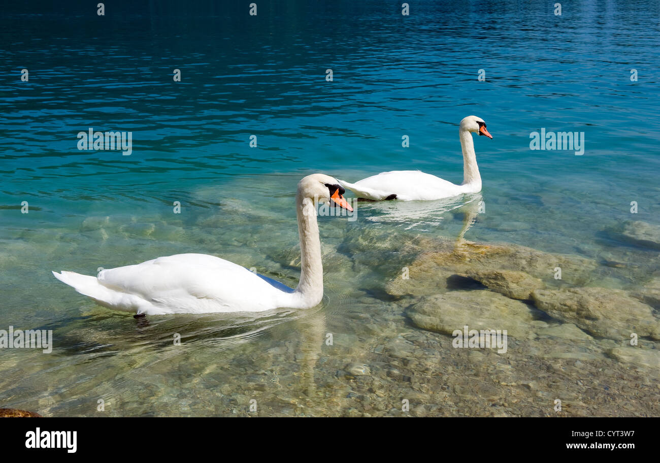 Two swans are swimming in a lake in Austria Stock Photo - Alamy