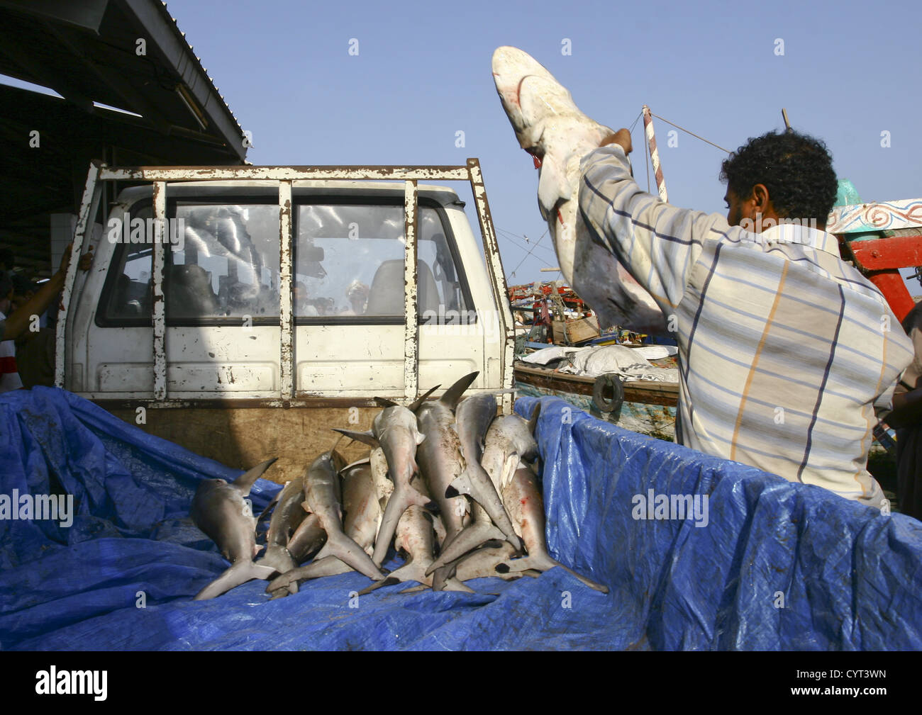 Shark caught in arabian sea hi-res stock photography and images - Alamy
