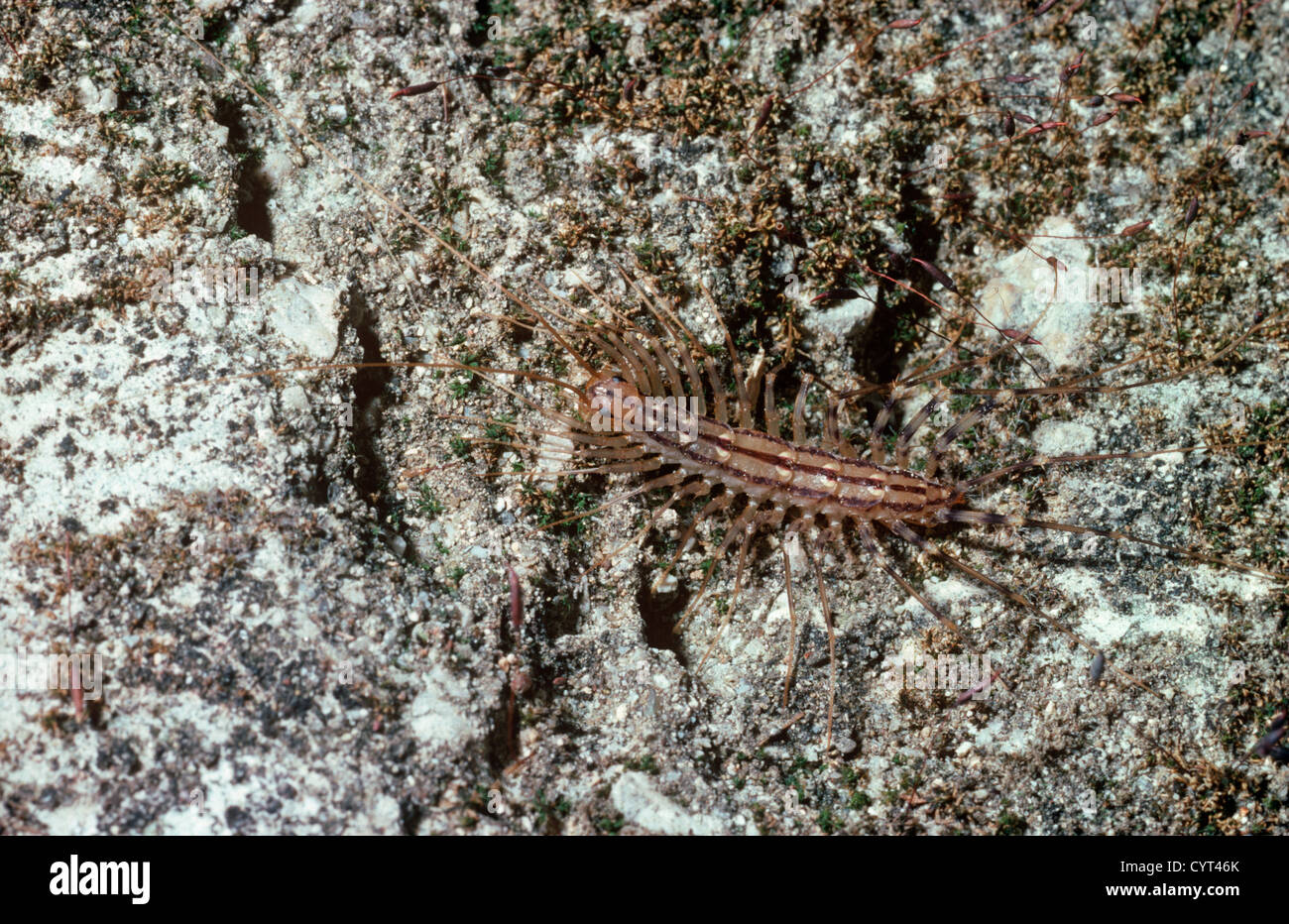 House centipede (Scutigera coleoptrata) on a house wall Corfu Stock ...