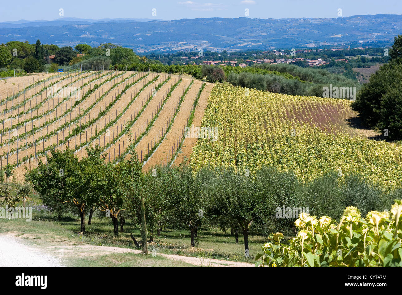 Typical Tuscany farmland in the summer in Italy Stock Photo - Alamy