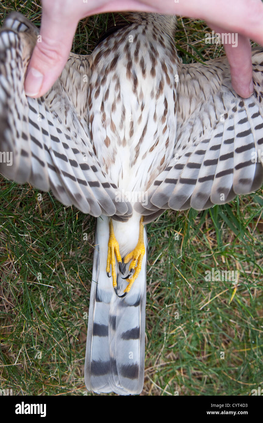 Juvenile sharp shinned hawk hi-res stock photography and images - Alamy