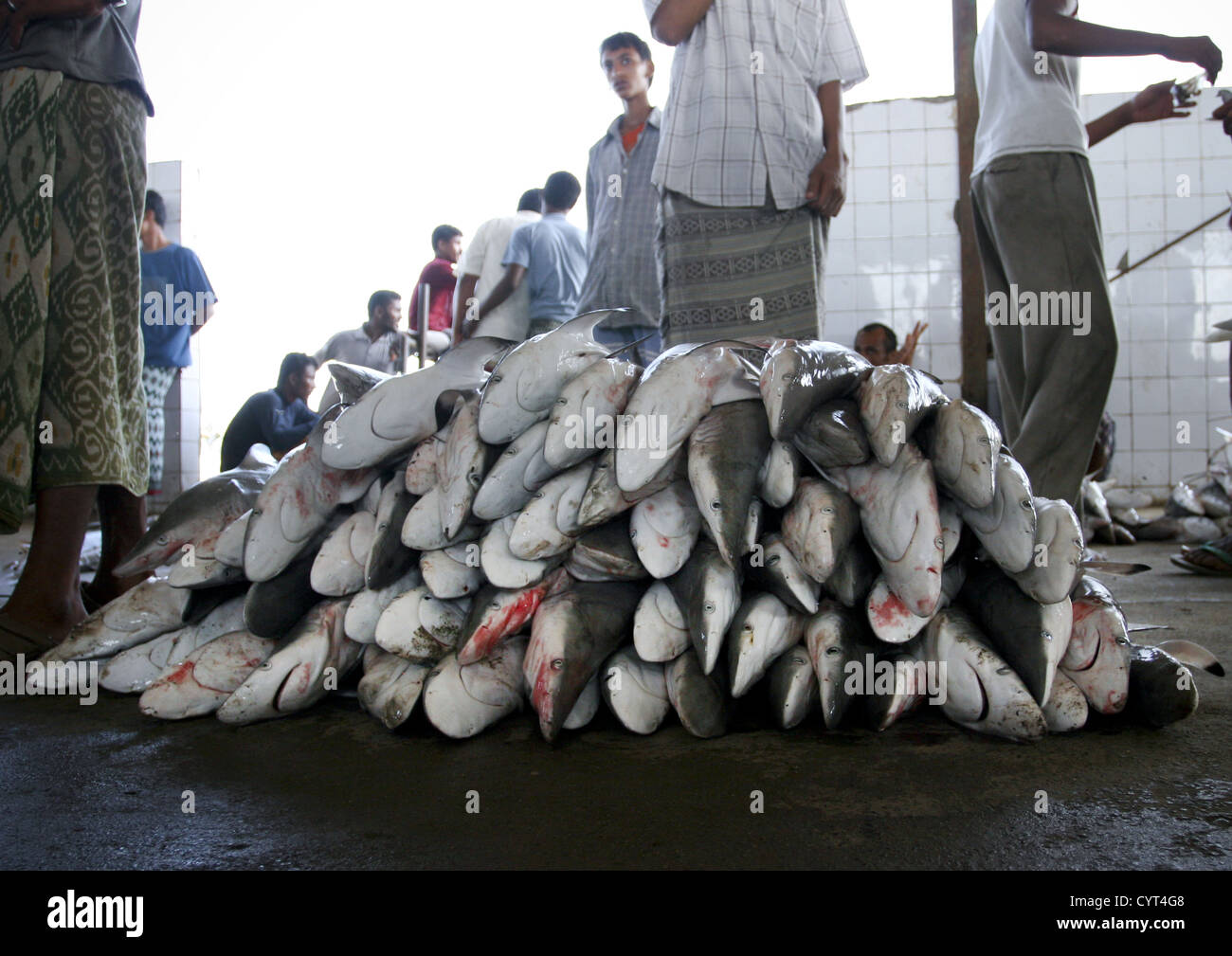 Pile Of Small Sharks In Al Hodeidah Fish Market, Yemen Stock Photo - Alamy