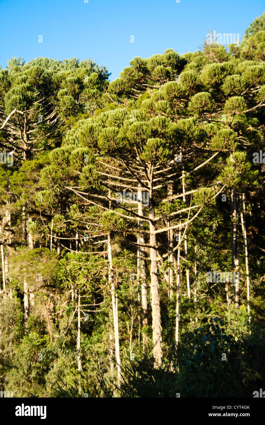 Monte brazil hi-res stock photography and images - Alamy