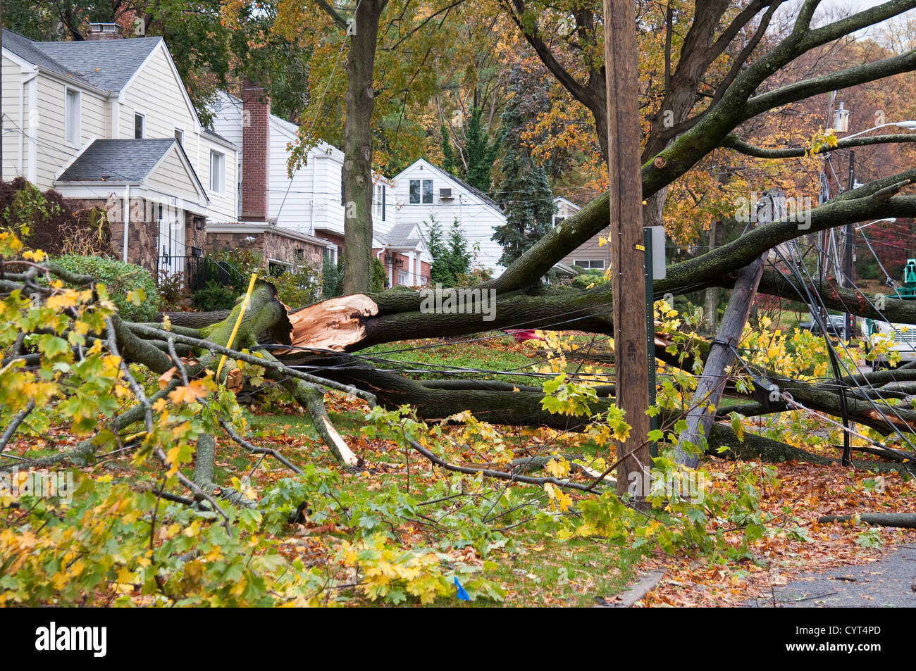 Damage caused by Hurricane Sandy in Tenafly, New Jersey, USA. A fallen ...