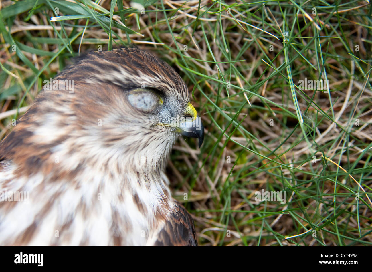 A dead juvenile sharp-shinned hawk, killed hitting the window of a ...