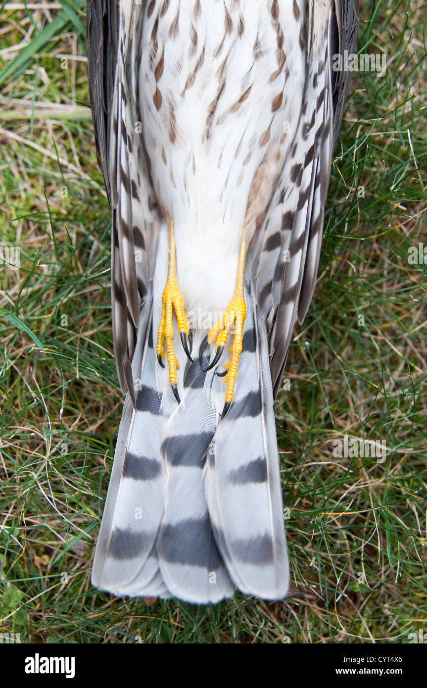A dead juvenile sharp-shinned hawk, killed hitting the window of a ...