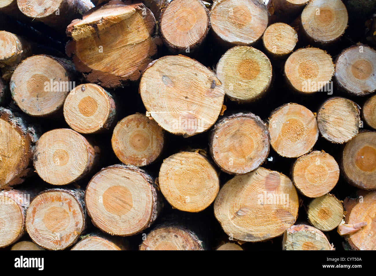 Wood texture of cutted tree trunk, close-up Stock Photo - Alamy
