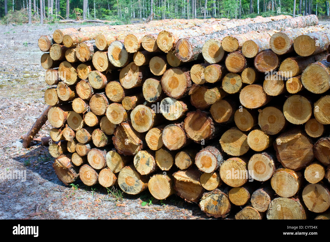 Wood texture of cutted tree trunk, close-up Stock Photo - Alamy