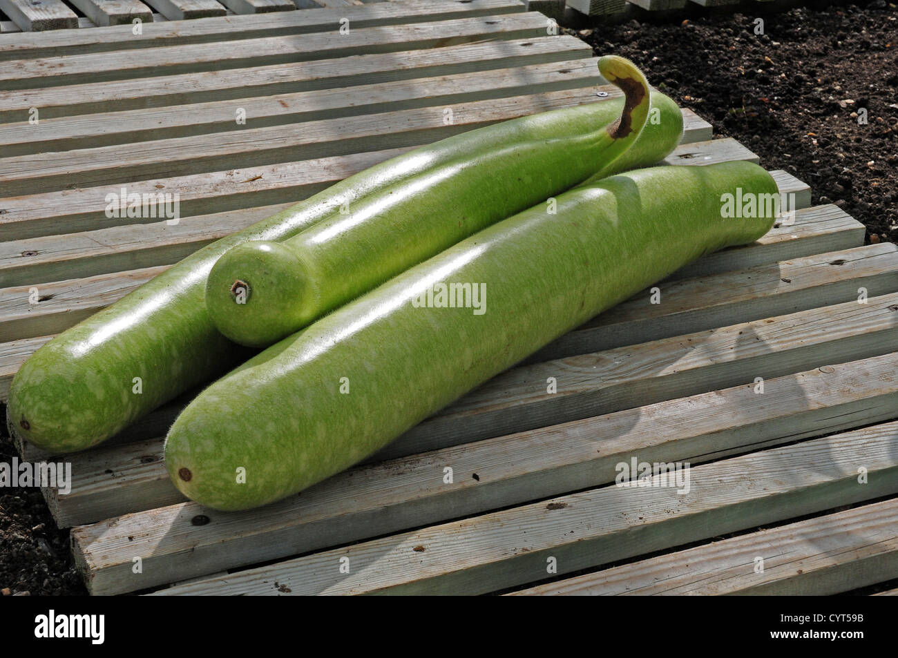 Snake gourd hi-res stock photography and images - Alamy
