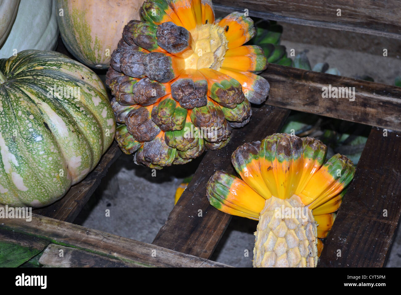 Screwpine hi-res stock photography and images - Alamy