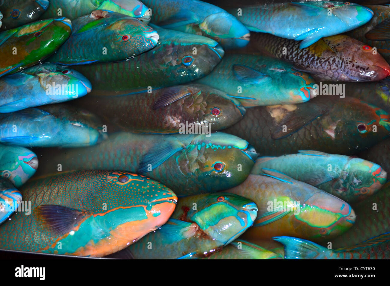 Parrotfish for sale at local market, Pohnpei, Federated States of ...