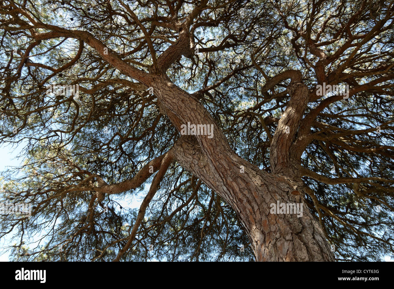 Tree Canopy From Below High Resolution Stock Photography and Images - Alamy
