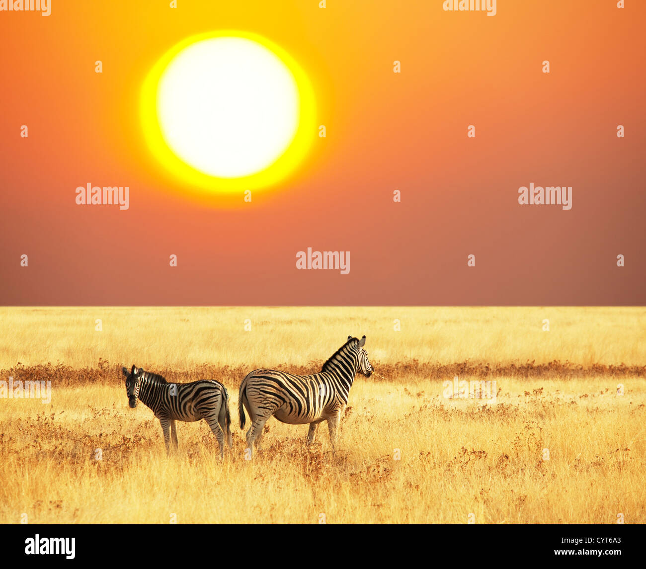 zebras on sunset Stock Photo - Alamy