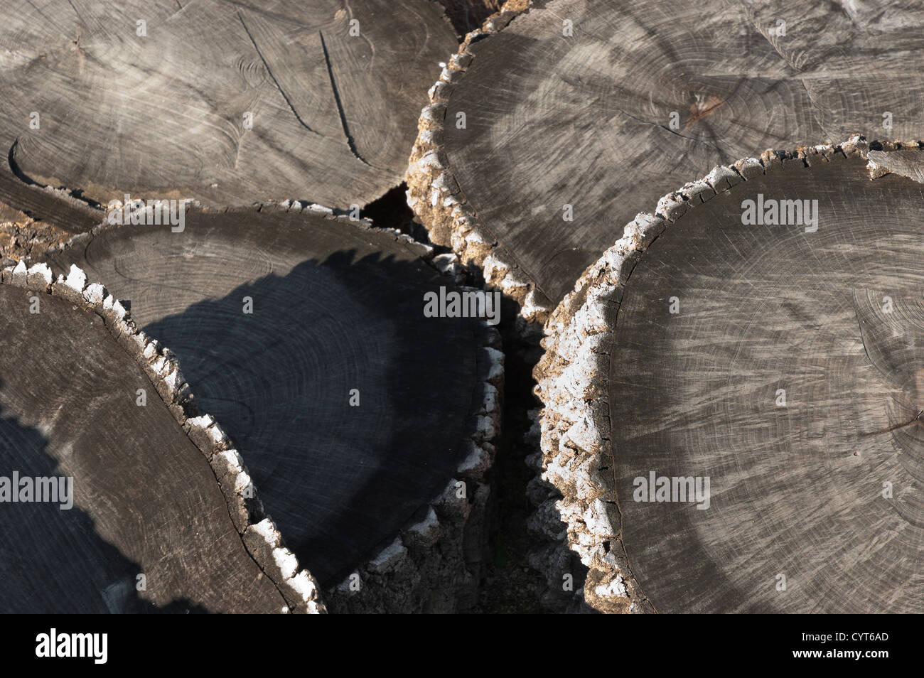 Ash tree cut timber hi-res stock photography and images - Alamy