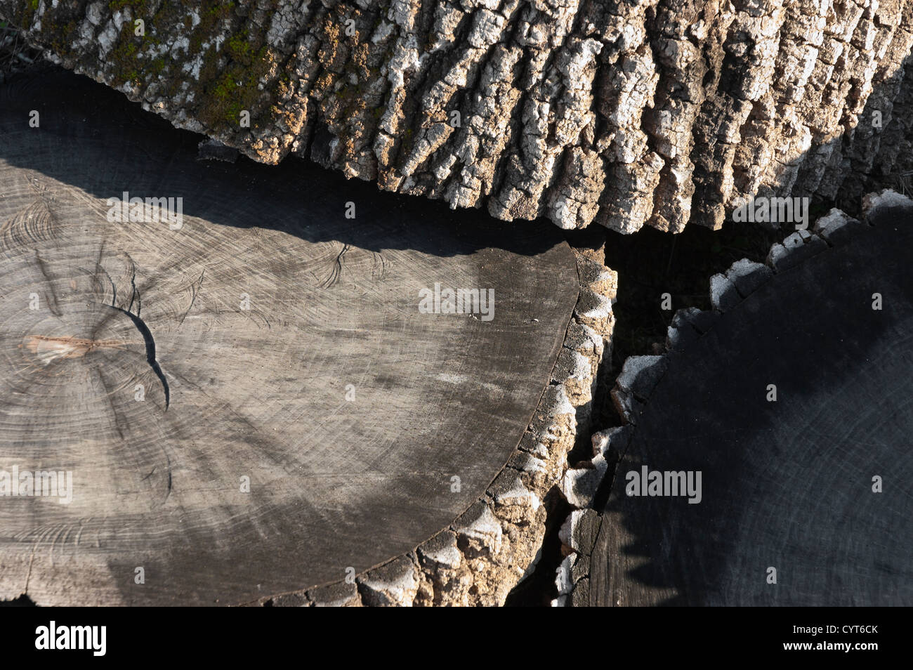 Ash tree cut timber hi-res stock photography and images - Alamy