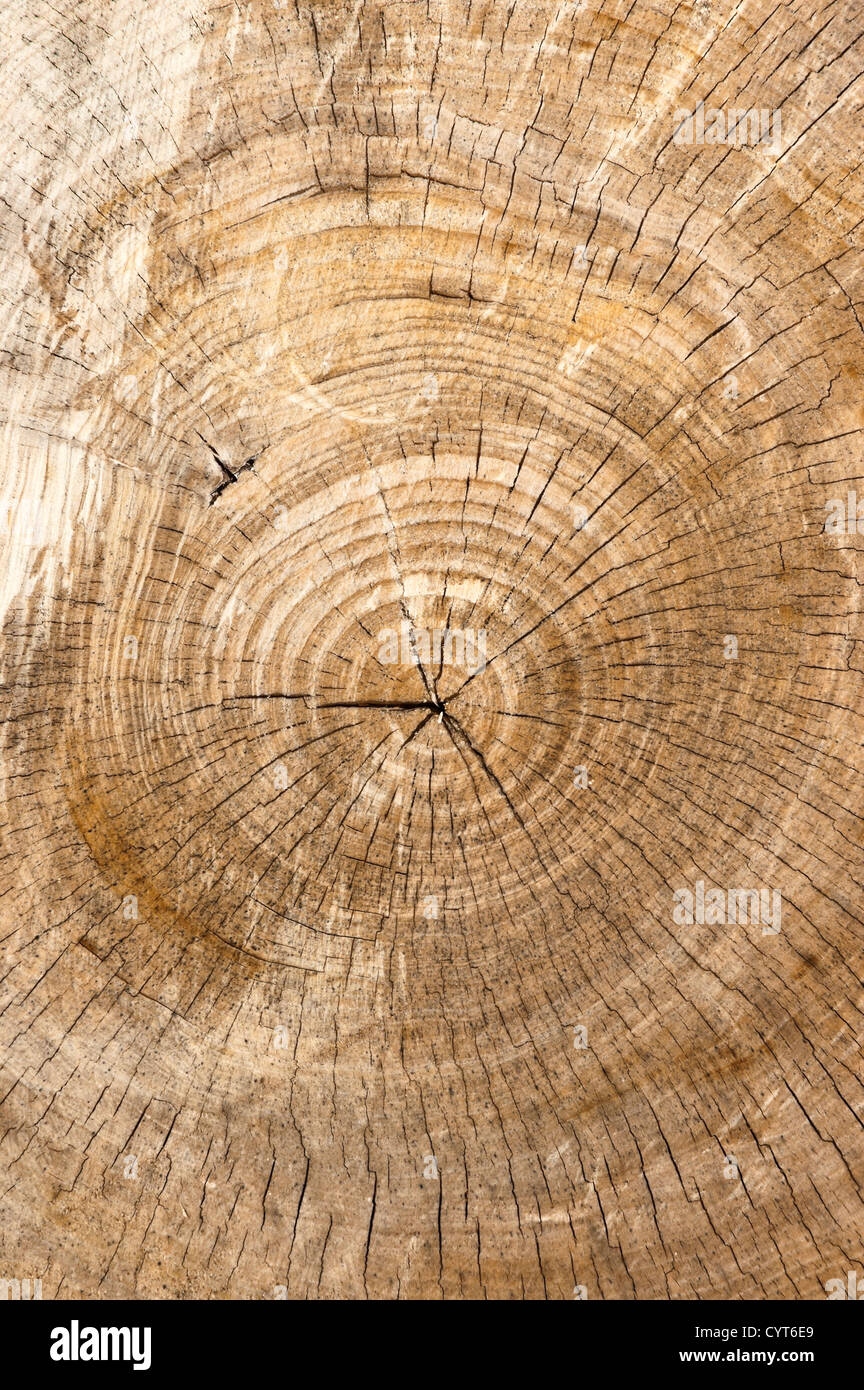 Detail of the rings of the trunk of an ash tree Stock Photo - Alamy