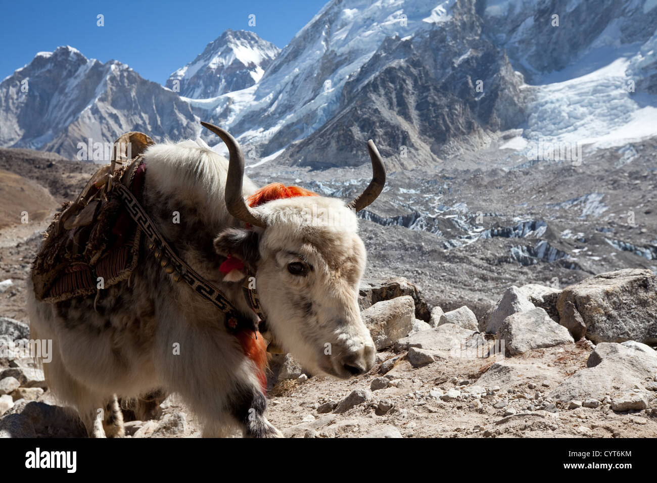 Yak in Himalaya Stock Photo - Alamy