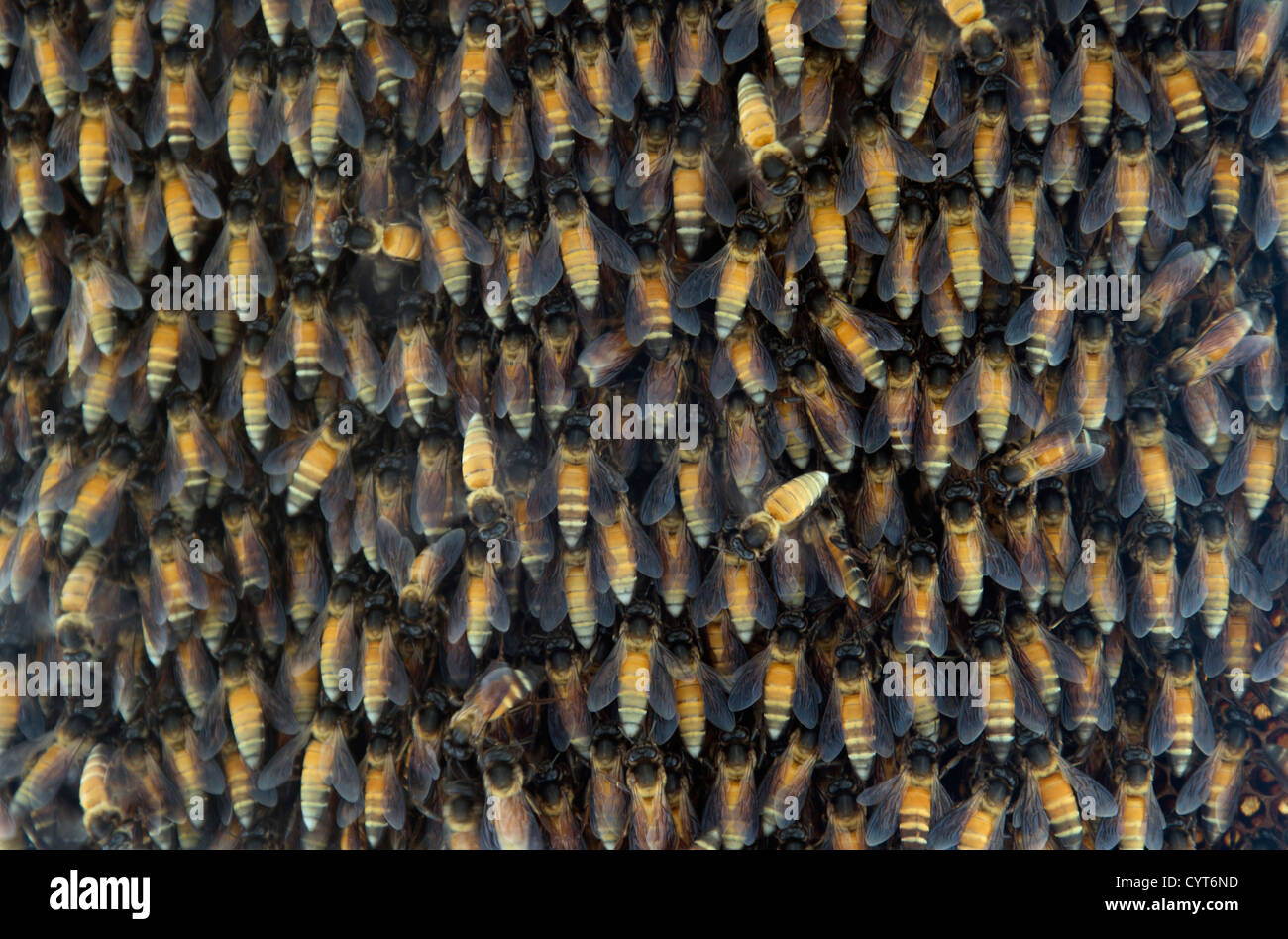 Indian honeybee hi-res stock photography and images - Alamy