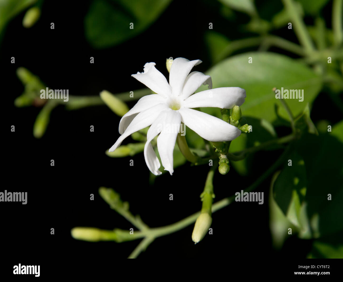 Jasmine flower close up Stock Photo - Alamy