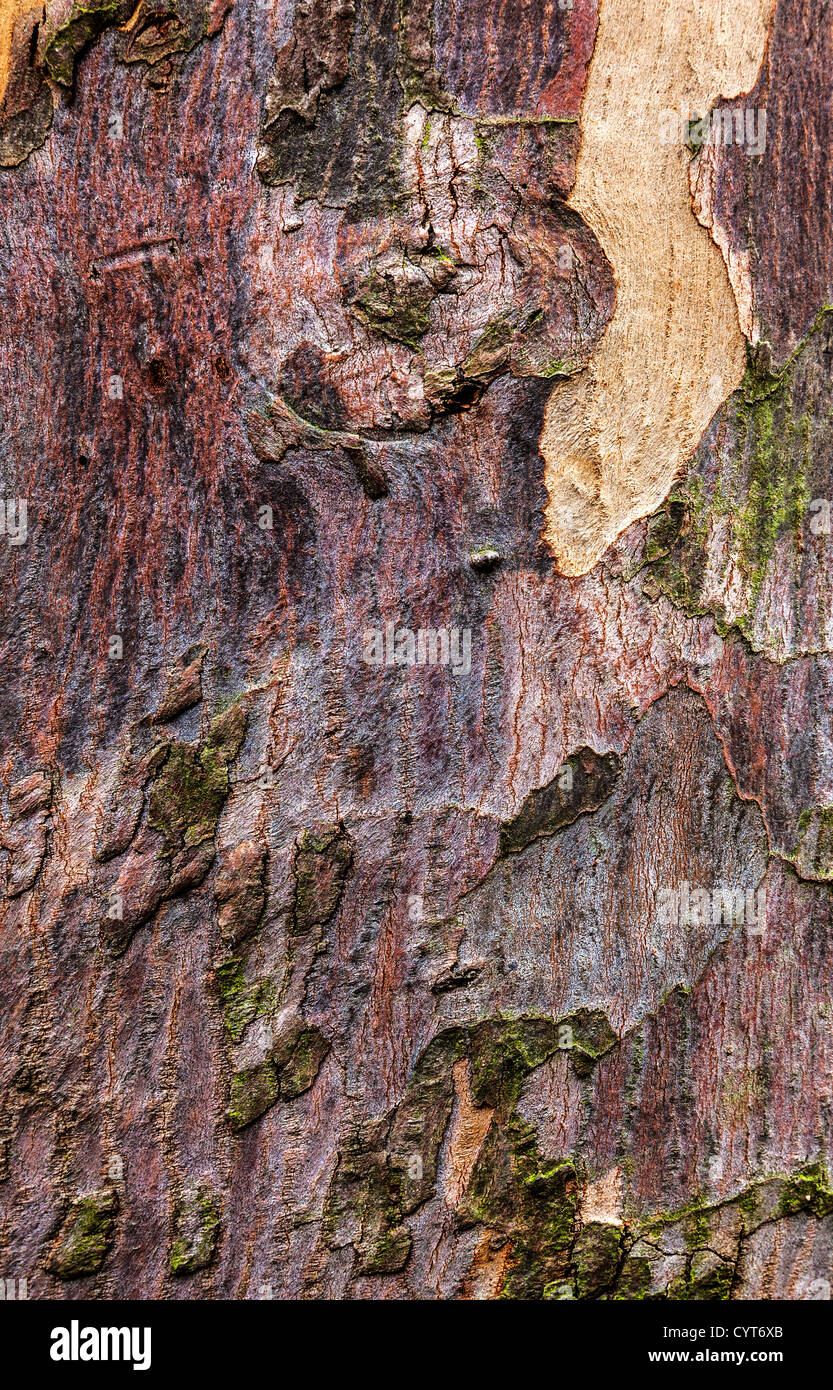 Hyde bark hi-res stock photography and images - Alamy