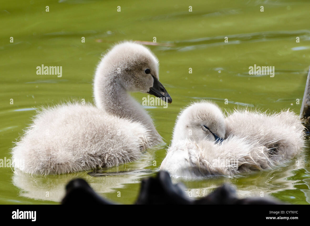 Cygnets in water hi-res stock photography and images - Alamy