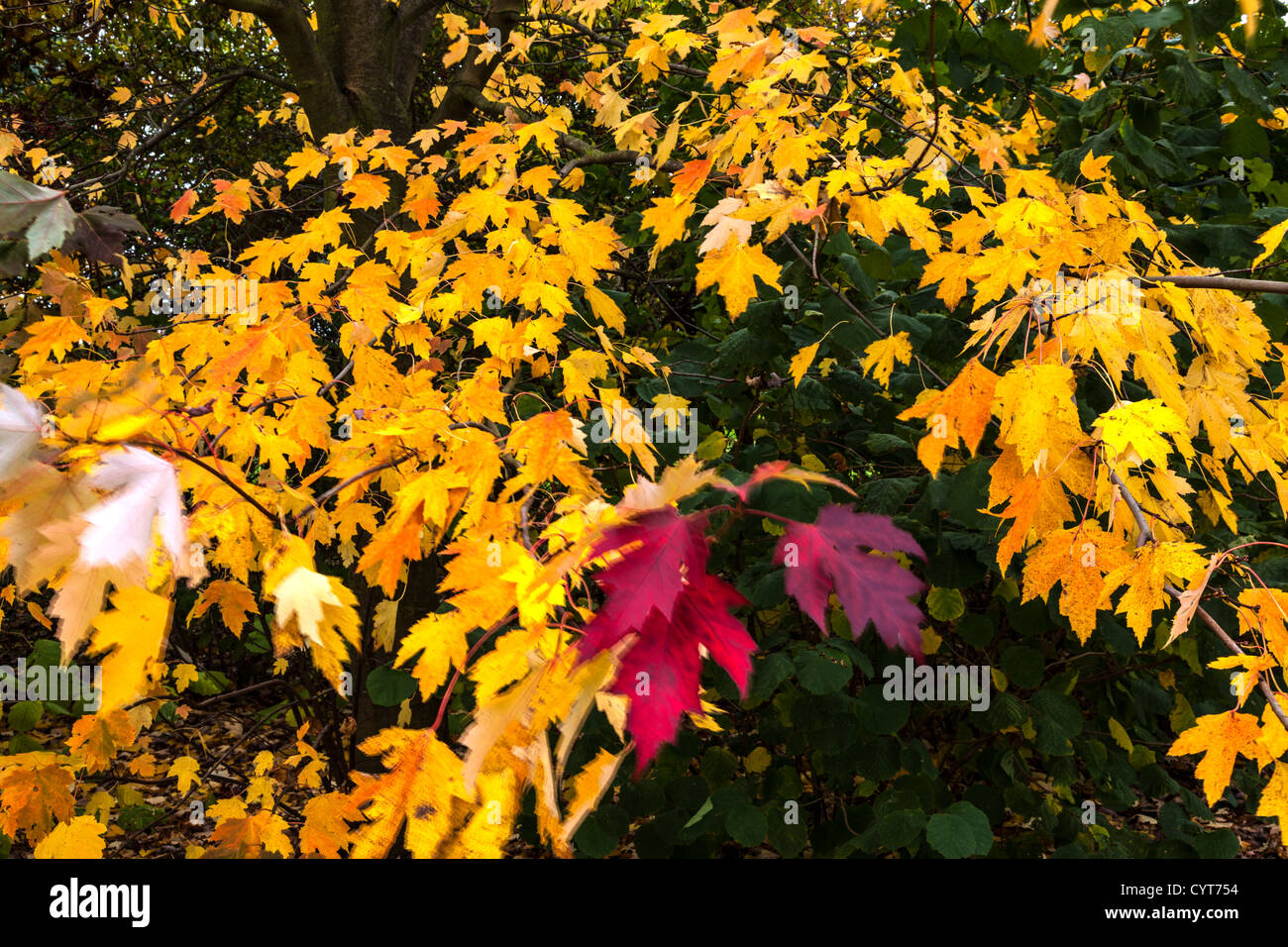 Maple Tree in Full Autumn Colour Stock Photo - Alamy