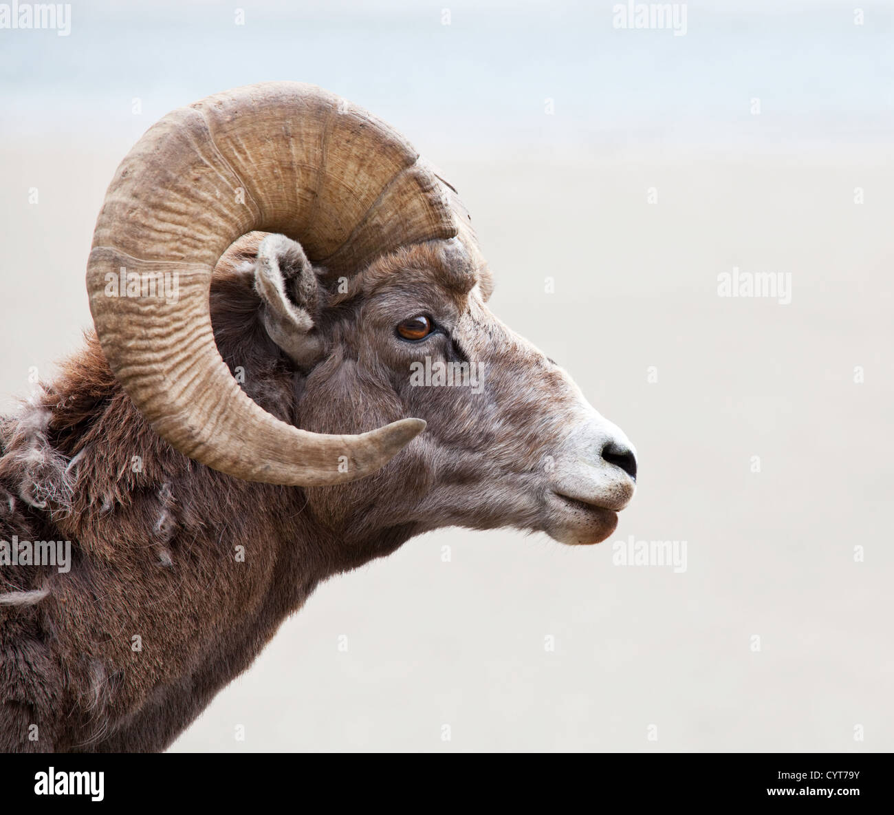 Goat heard hi-res stock photography and images - Alamy