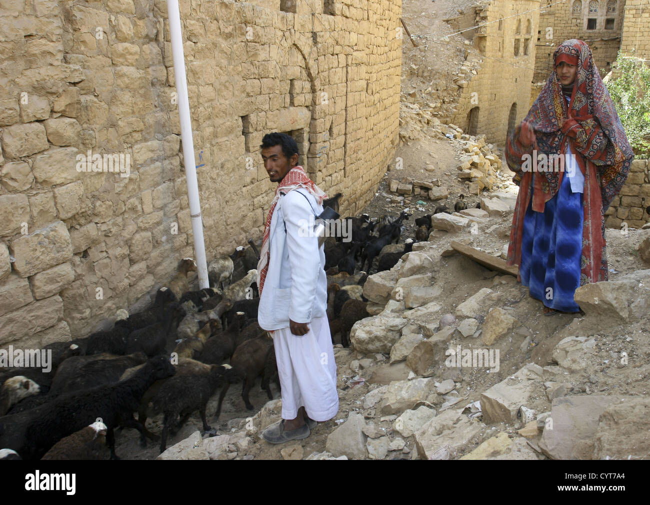 Sheperd And His Sheep In The Streets Of Hababa, Yemen Stock Photo - Alamy